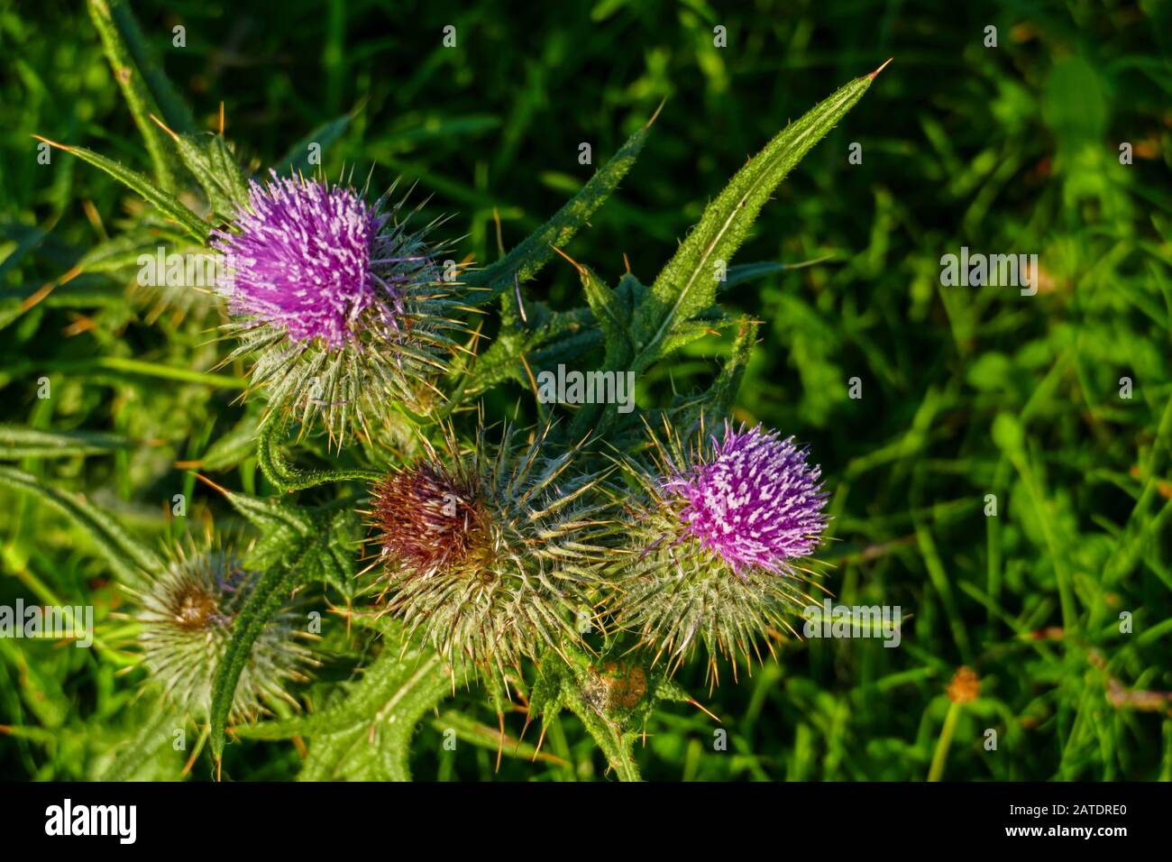 Edel distel hi-res stock photography and images - Alamy