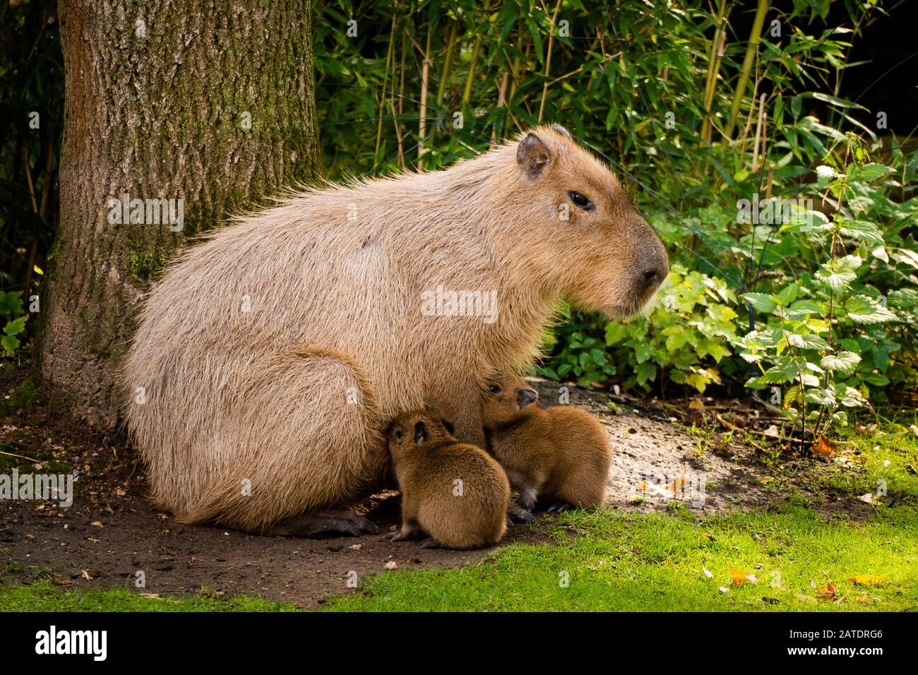 Capybara suckling her Cubs Stock Photo - Alamy