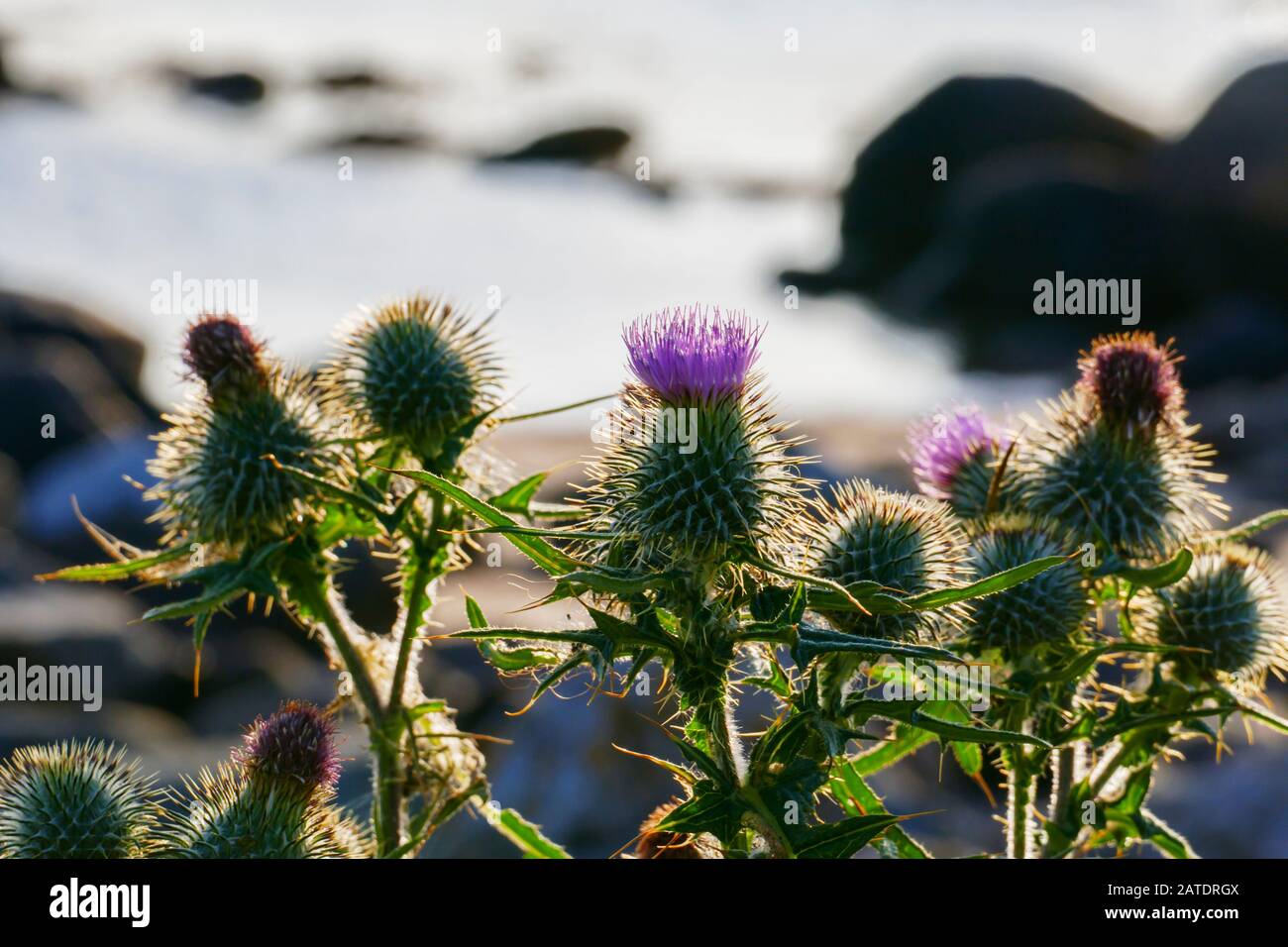 Schottische Distel, Blüte in Lila in den Highlands von Schottland Stock ...