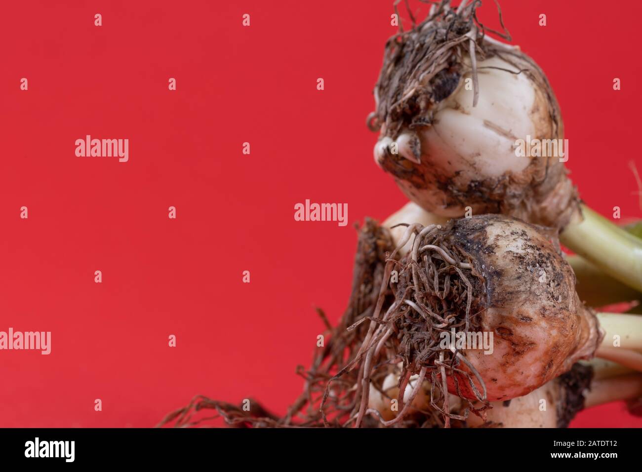 spring flower bulbs on a red background Stock Photo - Alamy