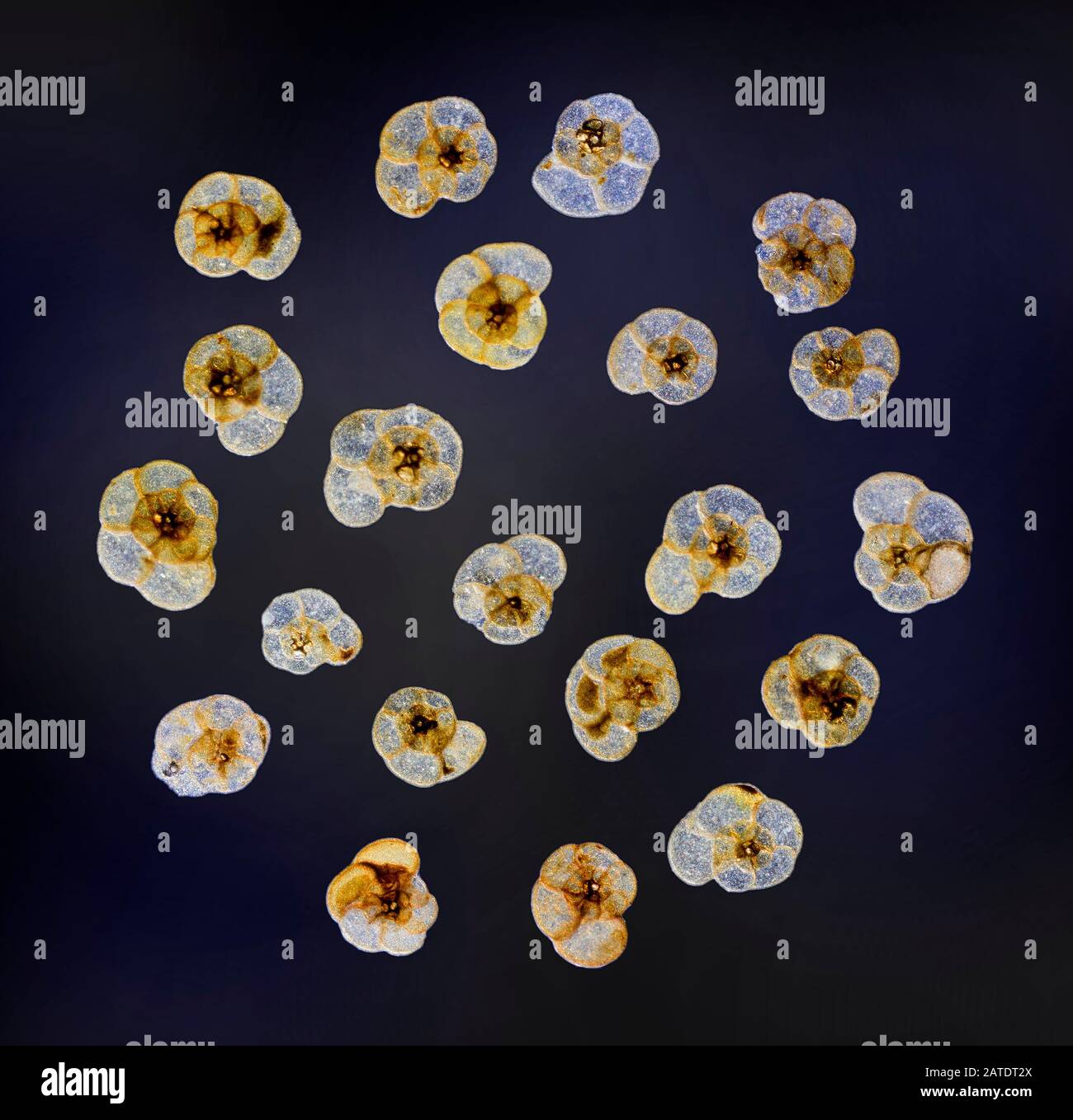 Foramanifera,Trochammina inflata, Poole, UK Stock Photo - Alamy