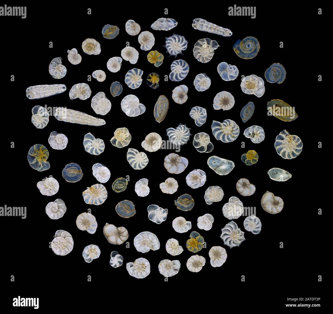 Foraminifera test hi-res stock photography and images - Alamy