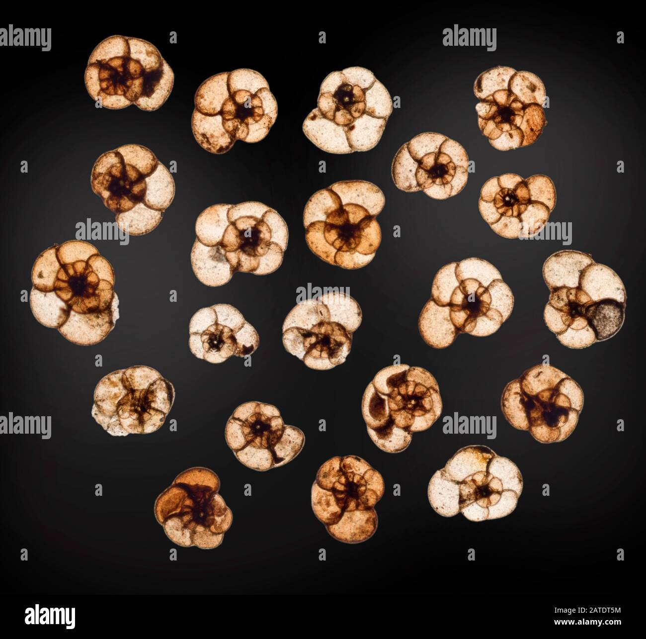 Foramanifera,Trochammina inflata,Poole, UK Stock Photo - Alamy