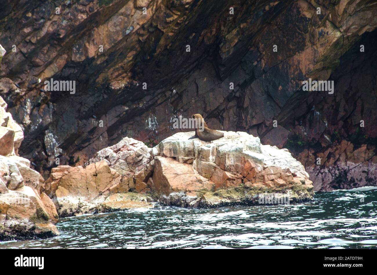 Paracas national park hi-res stock photography and images - Alamy