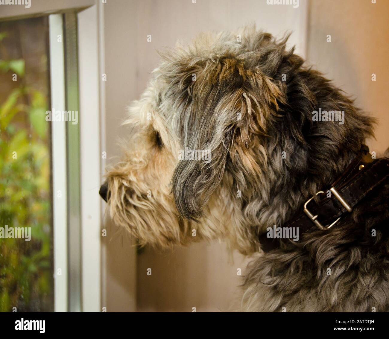 A cute dog, sitting in front of a window and looking out Stock Photo ...