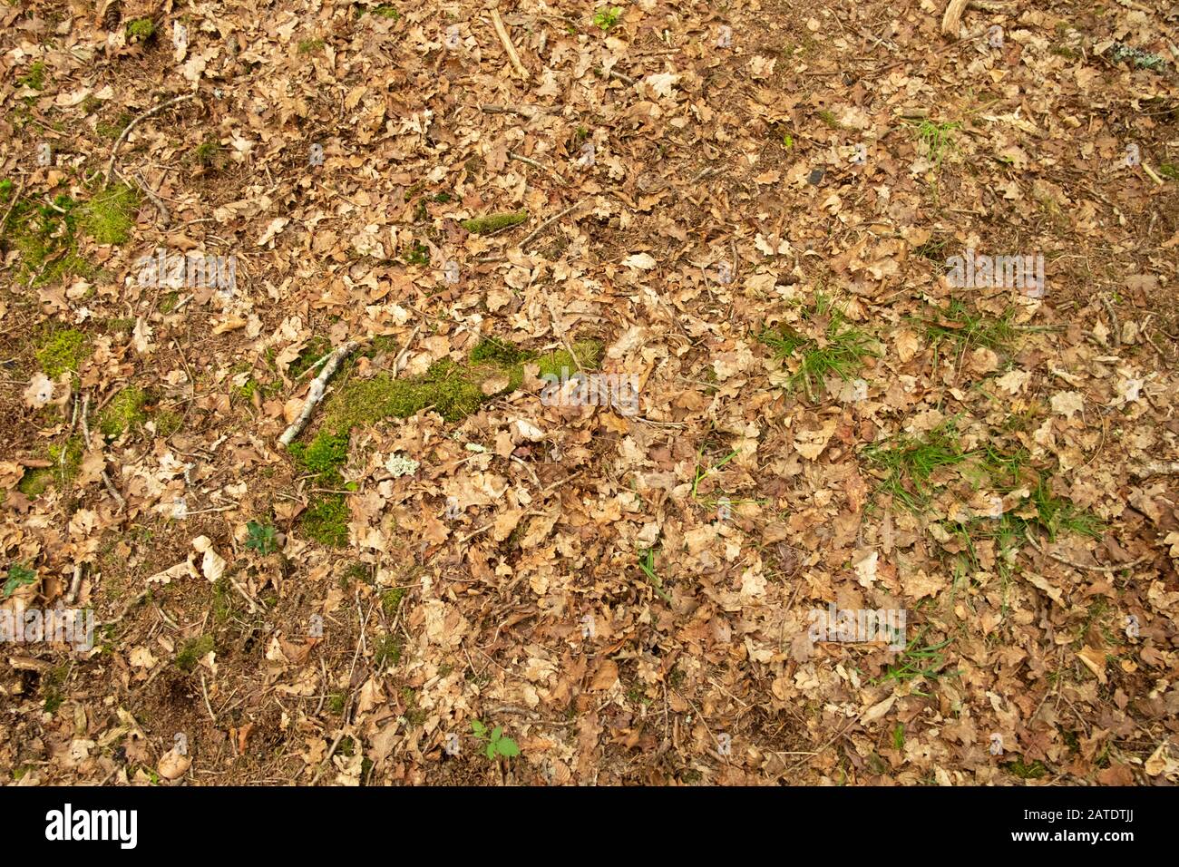 Forest floor texture moss hi-res stock photography and images - Alamy