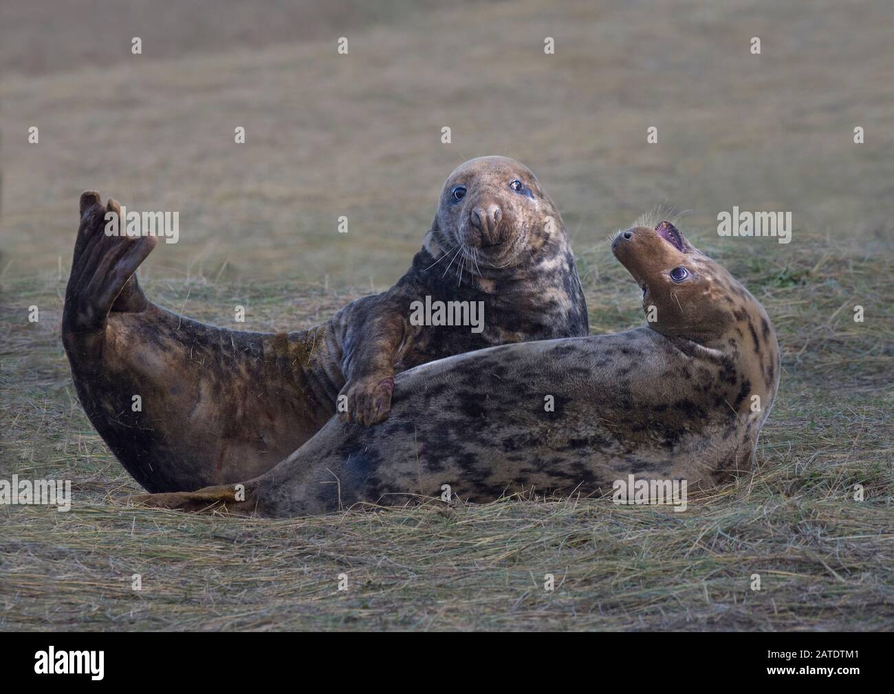 Mating seal hi-res stock photography and images - Alamy