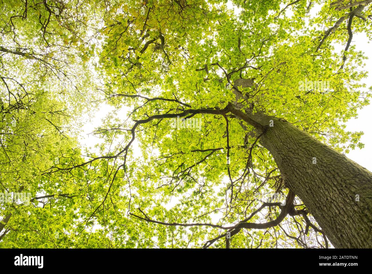 Looking up into oak tree hi-res stock photography and images - Alamy