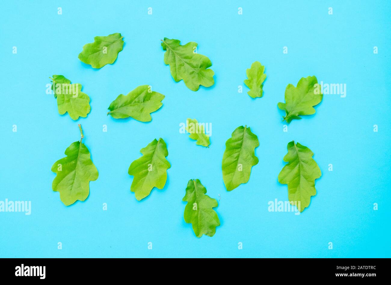 Individual oak tree hi-res stock photography and images - Alamy