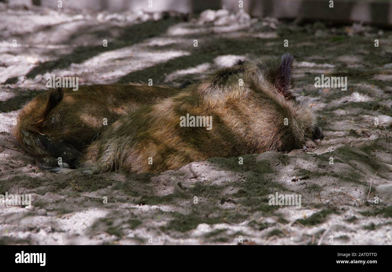 Wild boars in Bialowieza National Park in Poland Stock Photo - Alamy