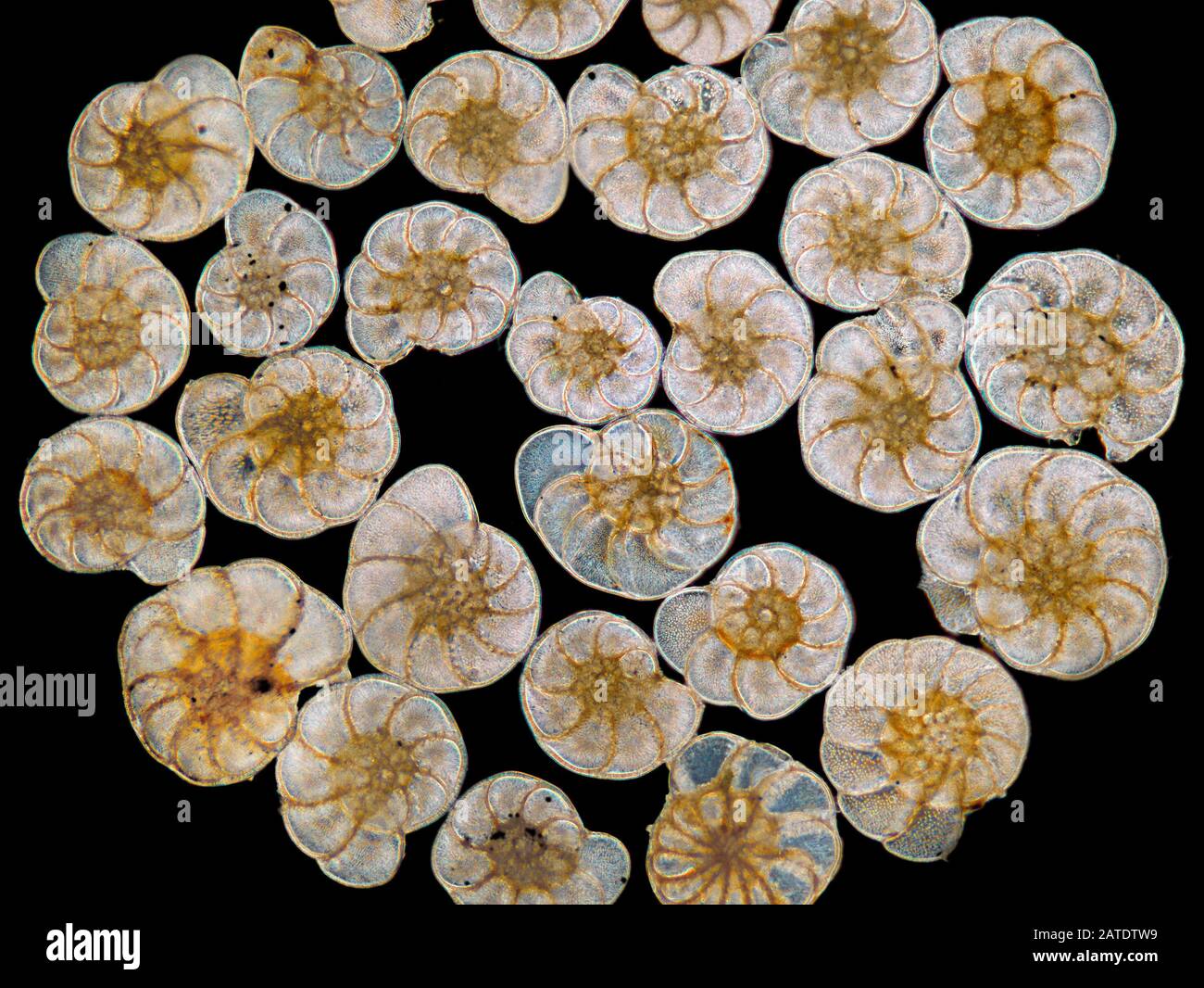 Foraminifera test hi-res stock photography and images - Alamy