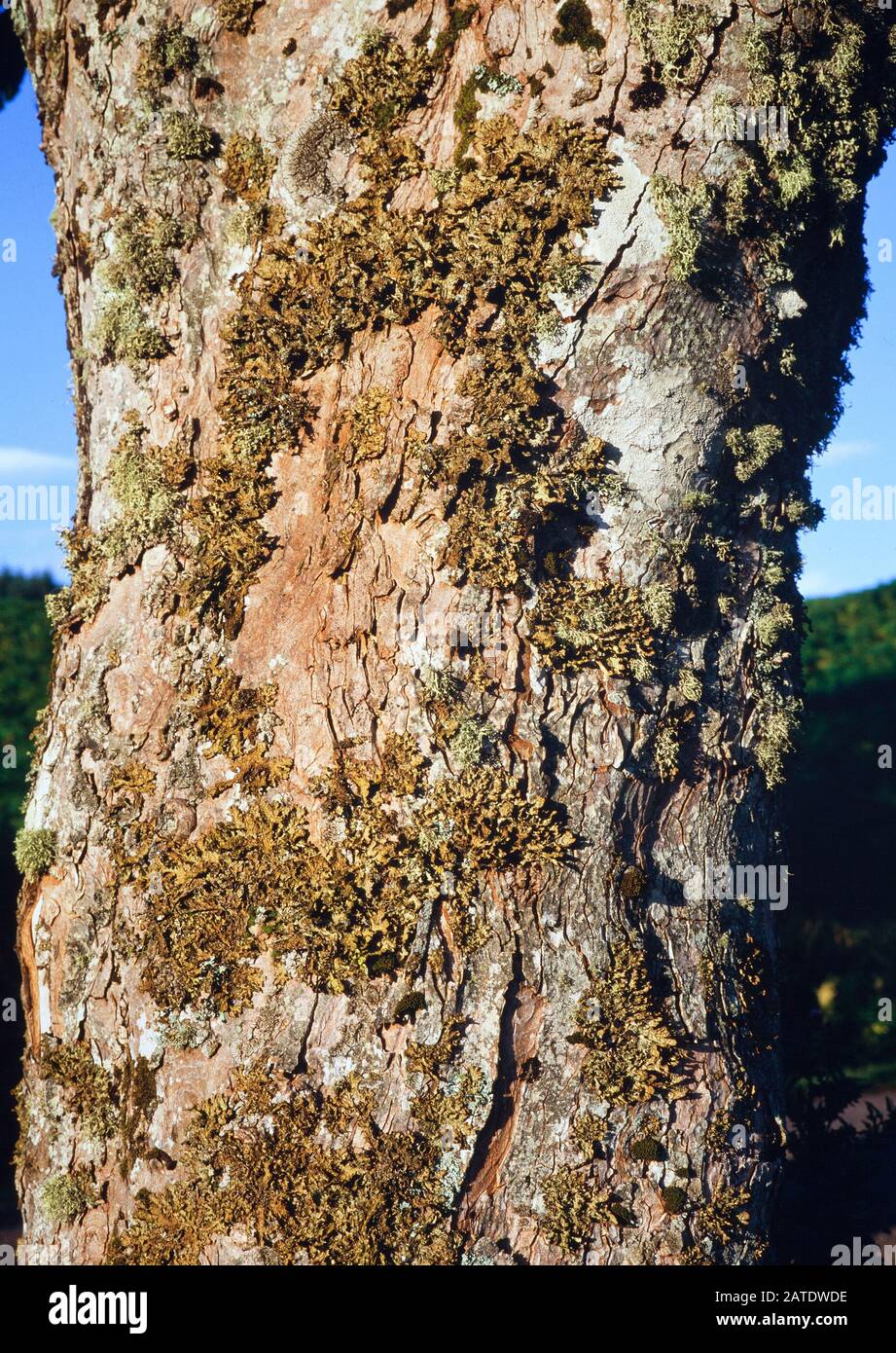 Tree Lunwort, Lobaria pulmunaria, Scottish Highlands, UK Stock Photo ...