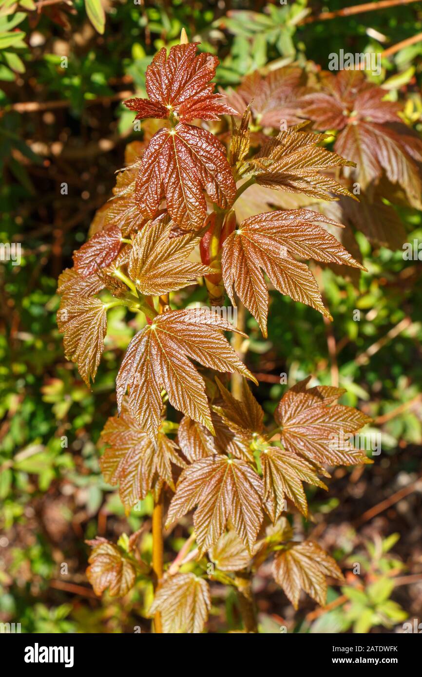 Maple Trees In Spring