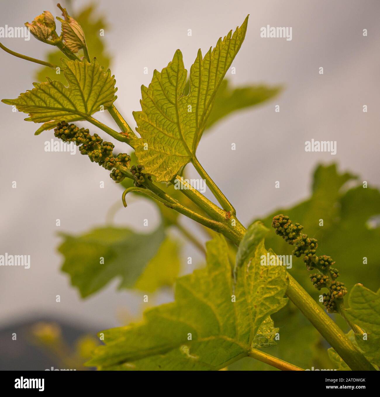 Details of grapevine inflorescence hi-res stock photography and images ...