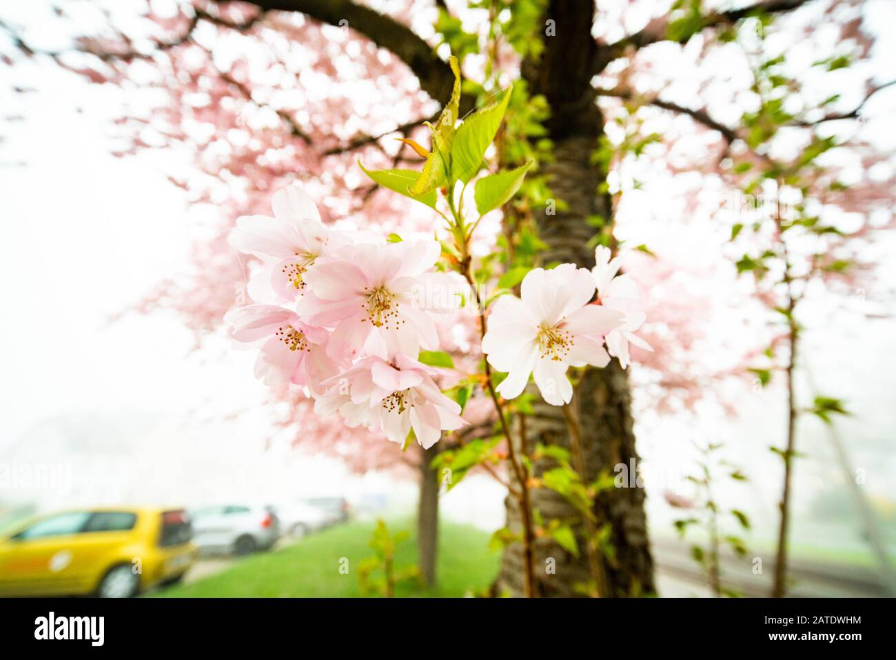sakura tree in spring park with flowers Stock Photo - Alamy