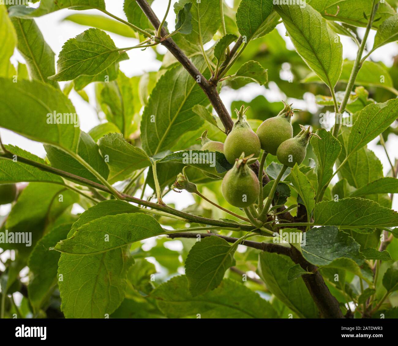 Young apples of the variety fuji (Malus domestica) in an Italian ...