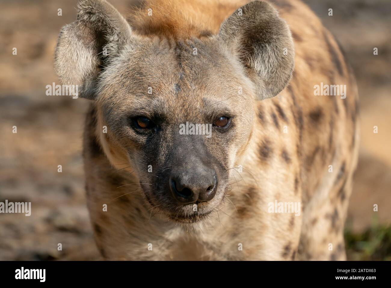 spotted hyena or laughing hyena head close up Stock Photo - Alamy
