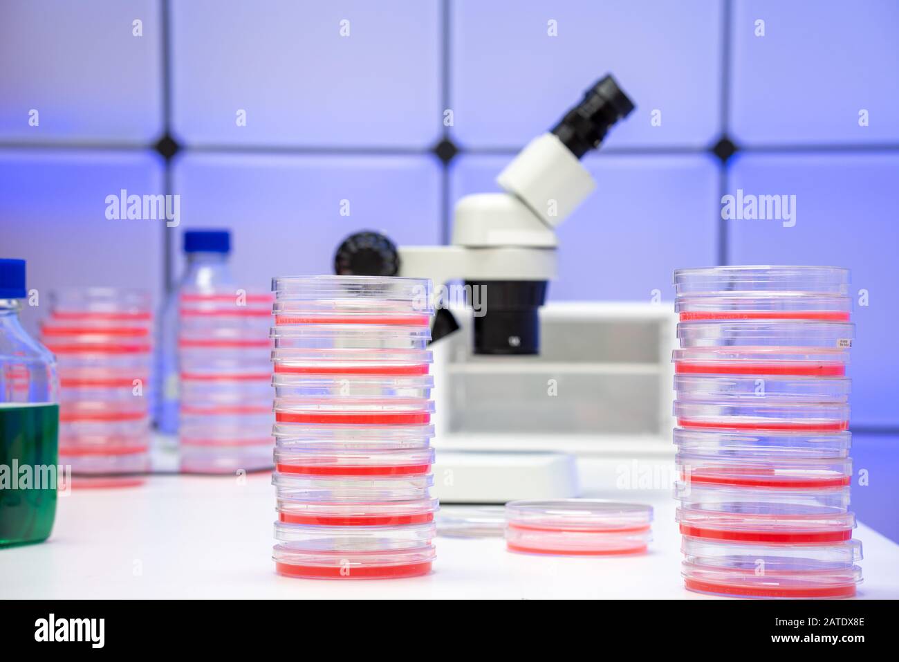 Microscope and petri dish with biological sample on clinical workbench ...