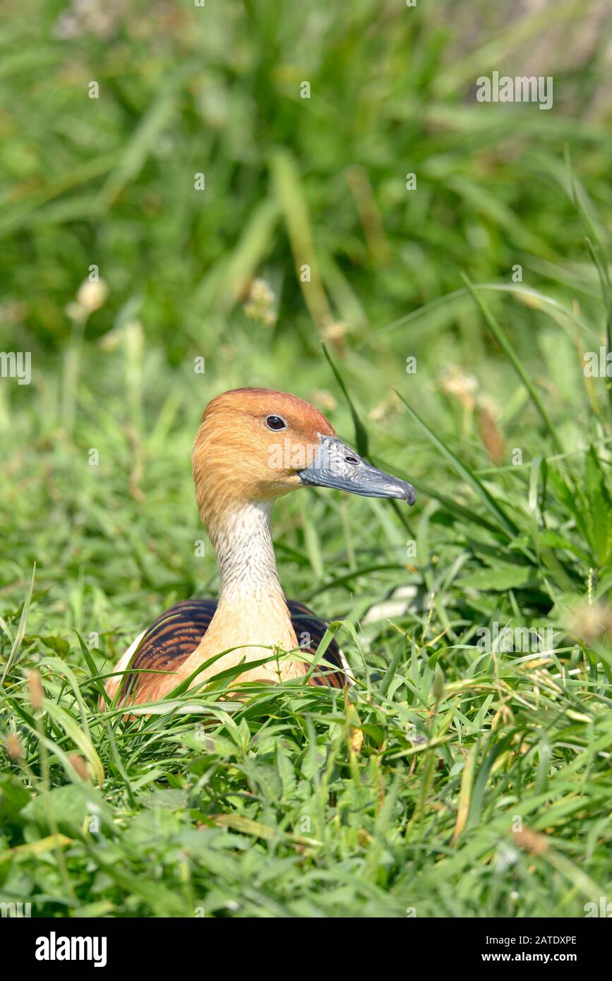 Closeup Fulvous Whistling Duck or fulvous tree duck (Dendrocygna ...