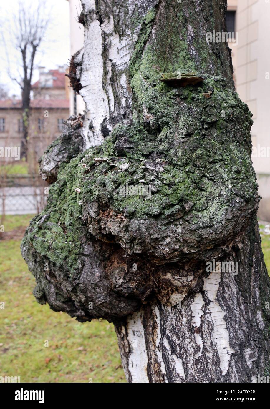 Cracow. Krakow. Poland. Tree cancer on the birch trunk. Growth disease ...