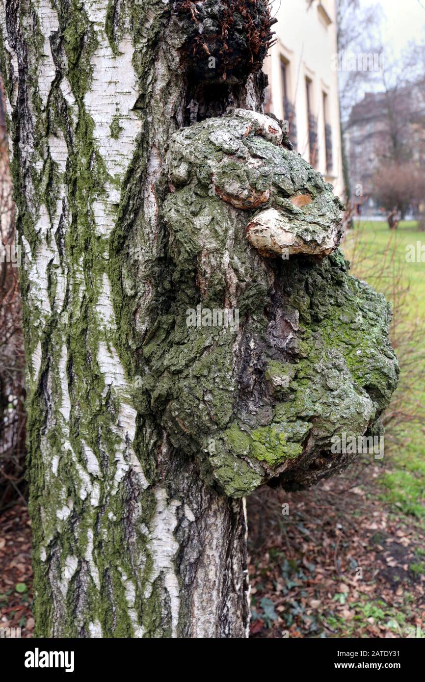 Disease birch hi-res stock photography and images - Alamy