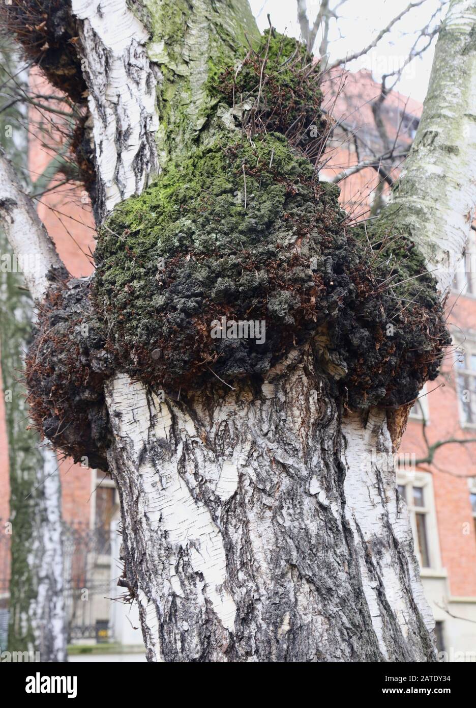 Cancer tree hi-res stock photography and images - Alamy