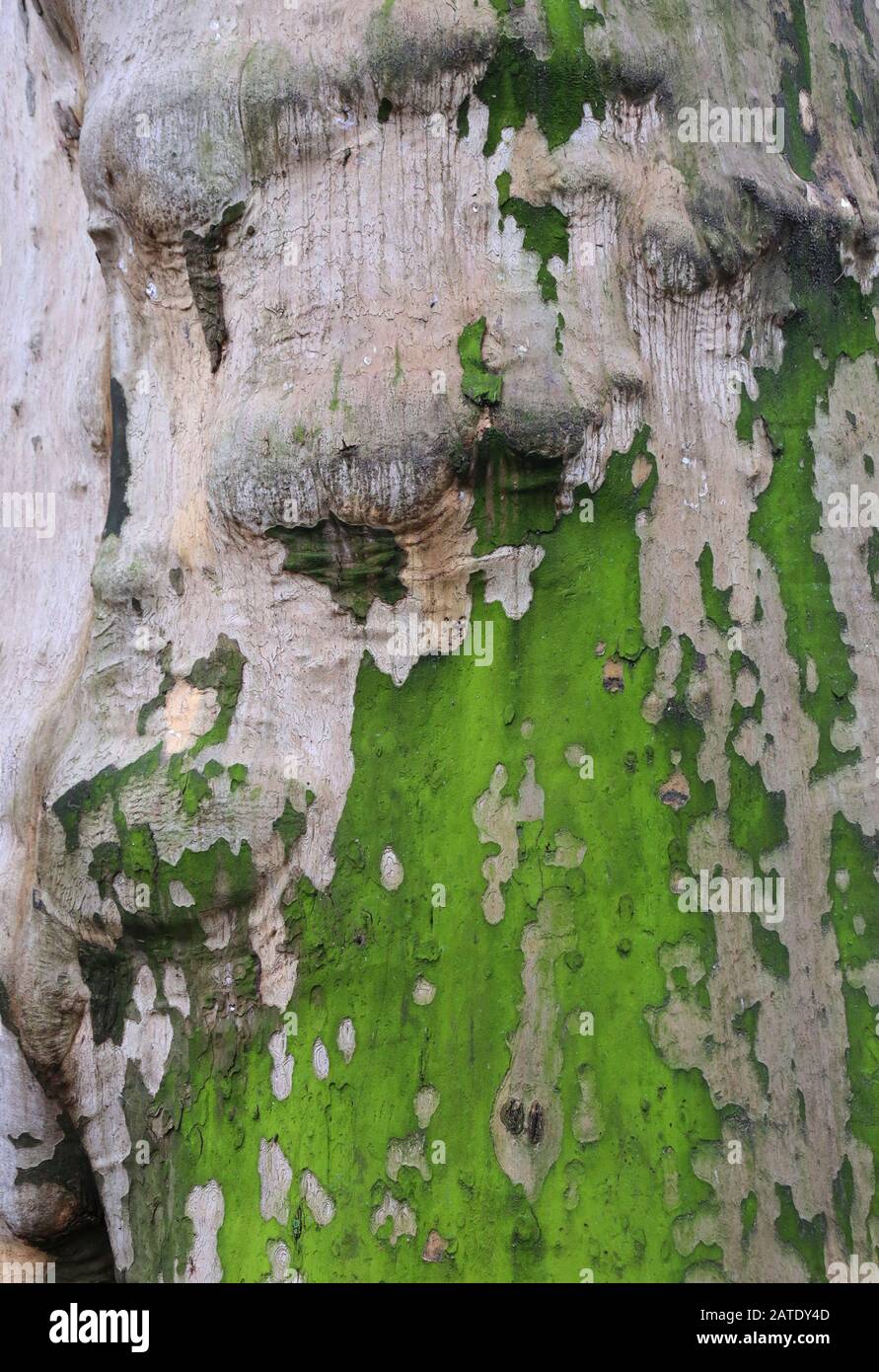 Mottled tree bark hi-res stock photography and images - Alamy