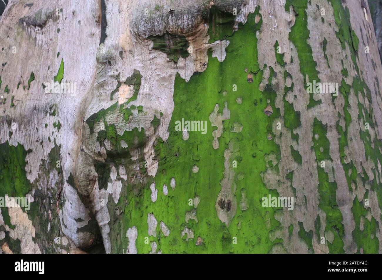 Cracow. Krakow. Poland. Plane tree bark. Texture background Stock Photo ...