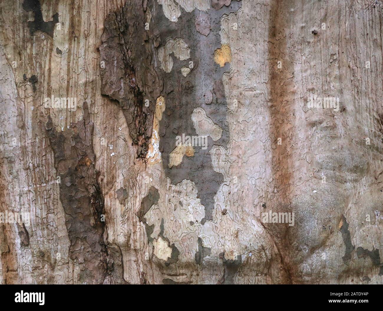 Mottled tree bark hi-res stock photography and images - Alamy