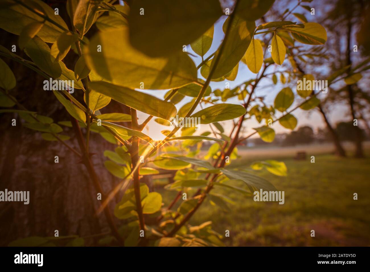 Sun rays passing through the tree foliage Stock Photo - Alamy