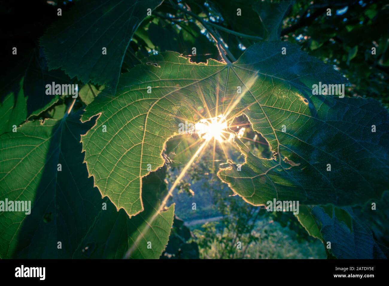 Sun light passing through leaves hi-res stock photography and images ...