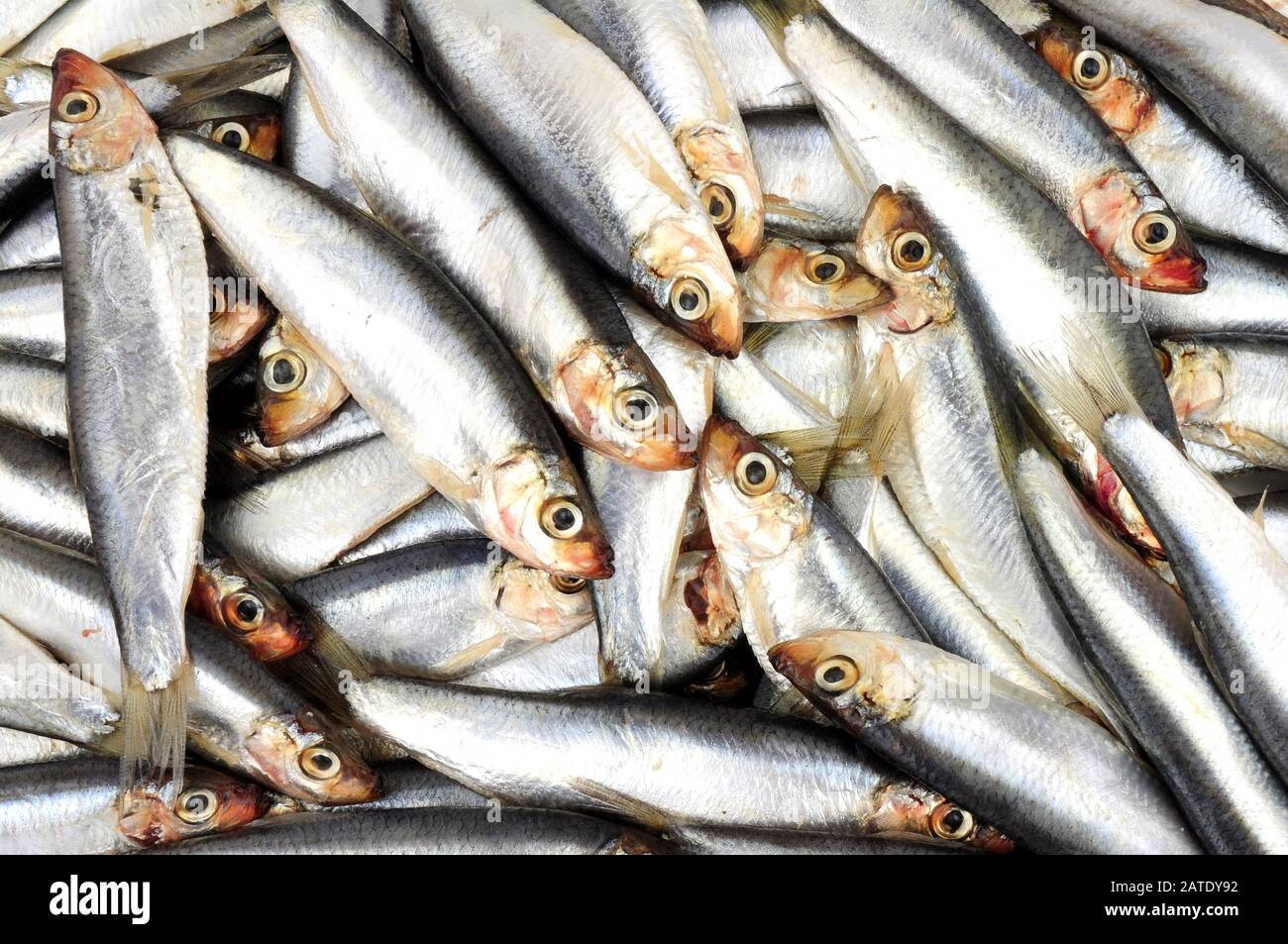 Fresh raw European fish sprats seafood background Stock Photo - Alamy
