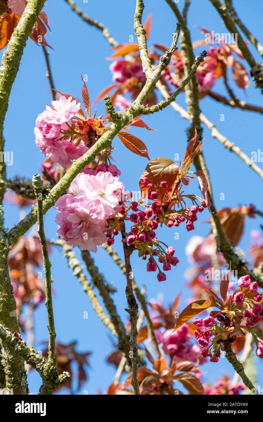 Flowers of japanese cherry tree in a garden during spring Stock Photo ...