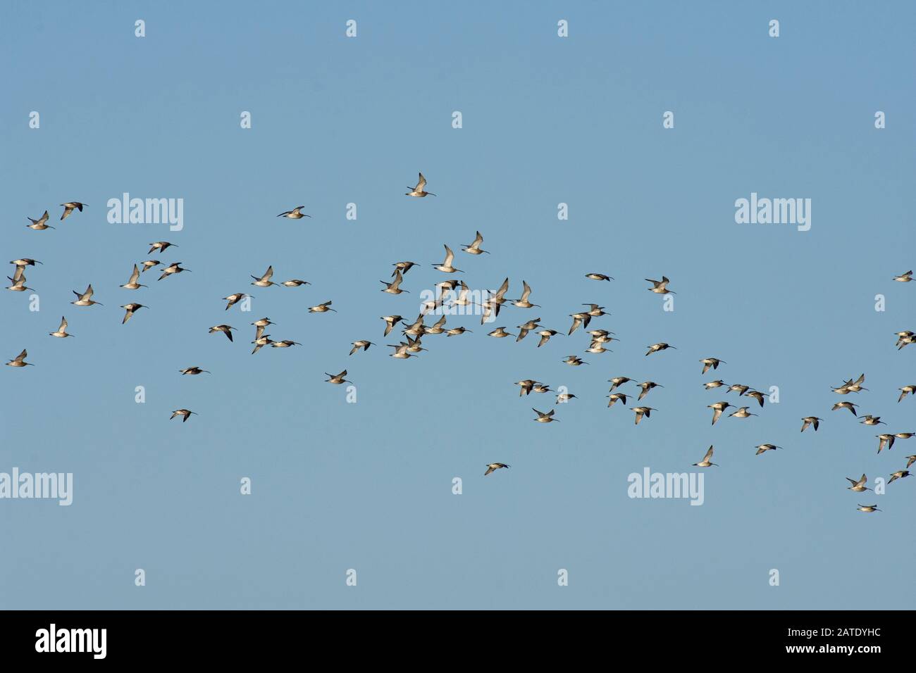 Curlew in flight uk hi-res stock photography and images - Alamy