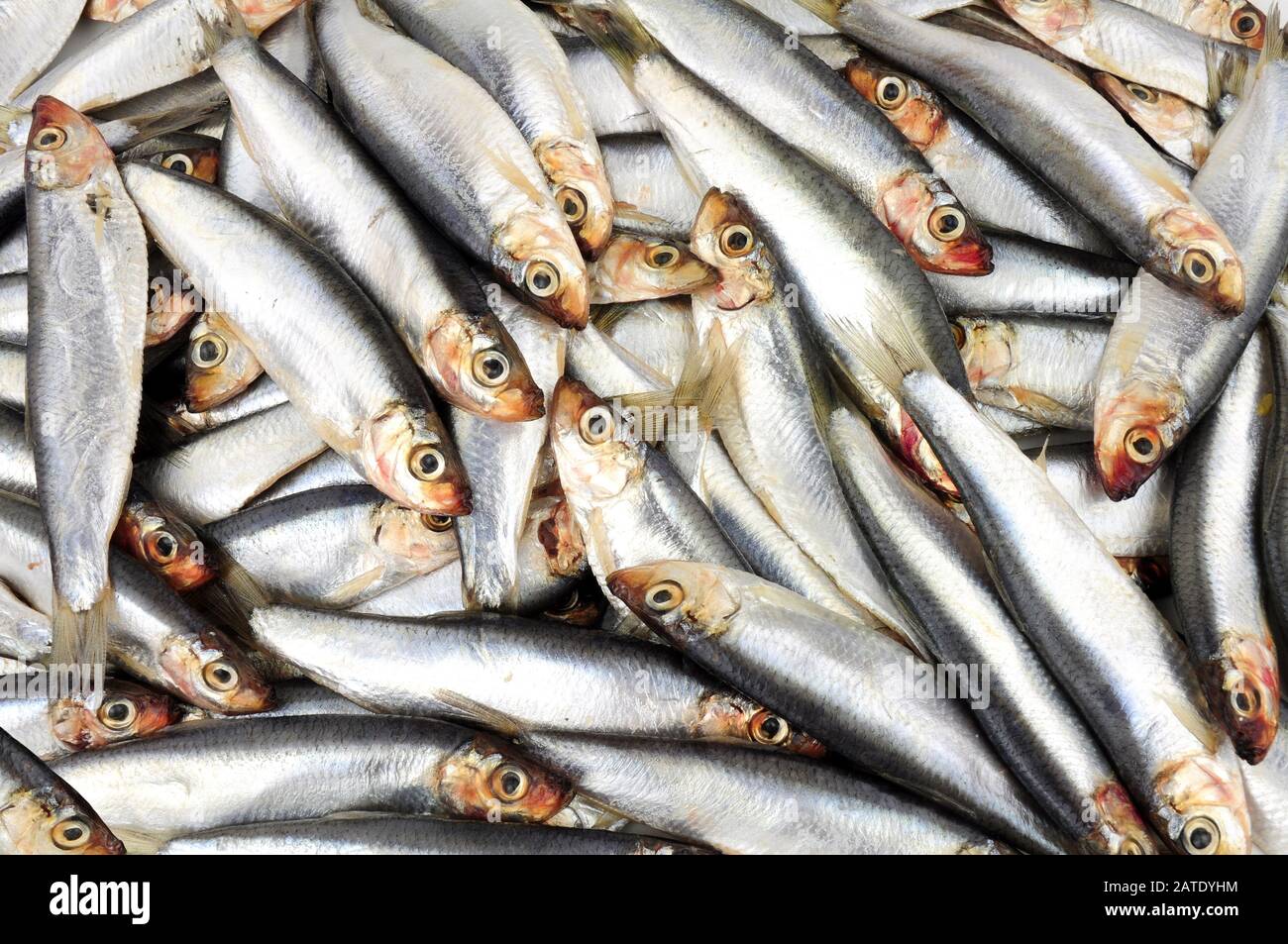 Fresh raw European fish sprats seafood background Stock Photo - Alamy