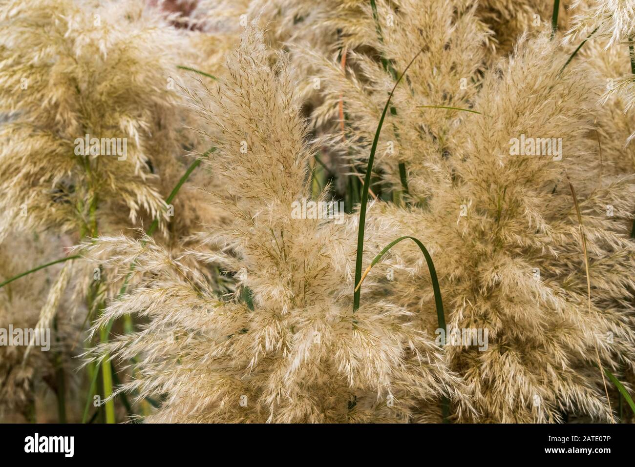 Details of the fronds of pampas grass, Cortaderia selloana Stock Photo ...