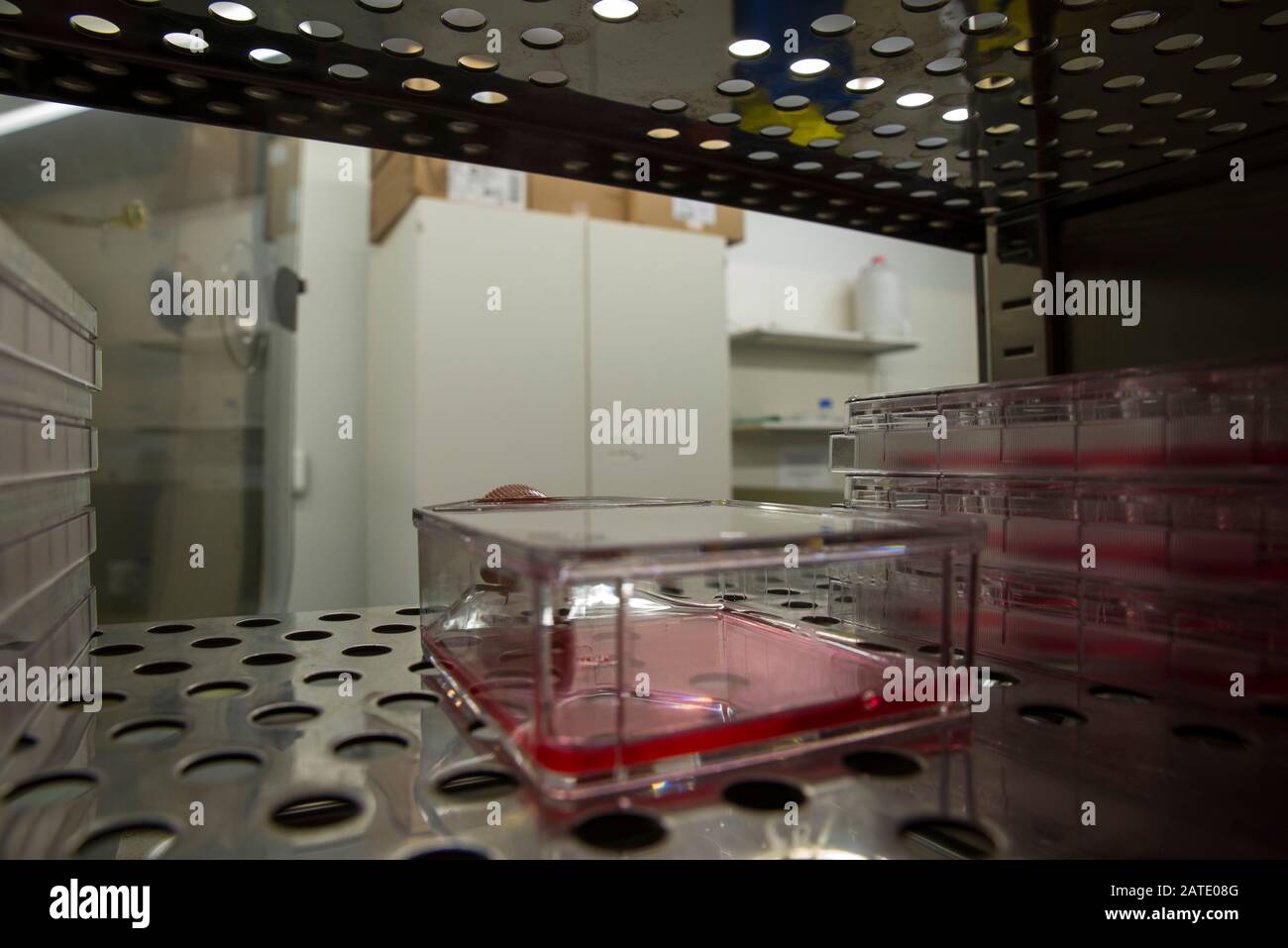Tissue culture incubator Stock Photo - Alamy
