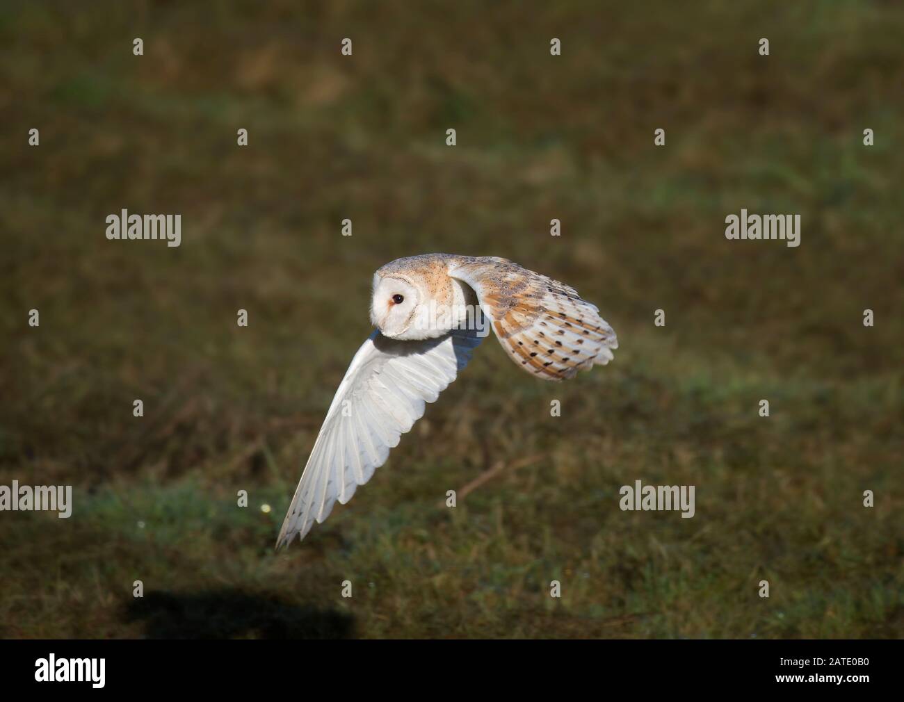 Barn owl, Tyto alba, in flight, in field, Lancashire, UK Stock Photo ...
