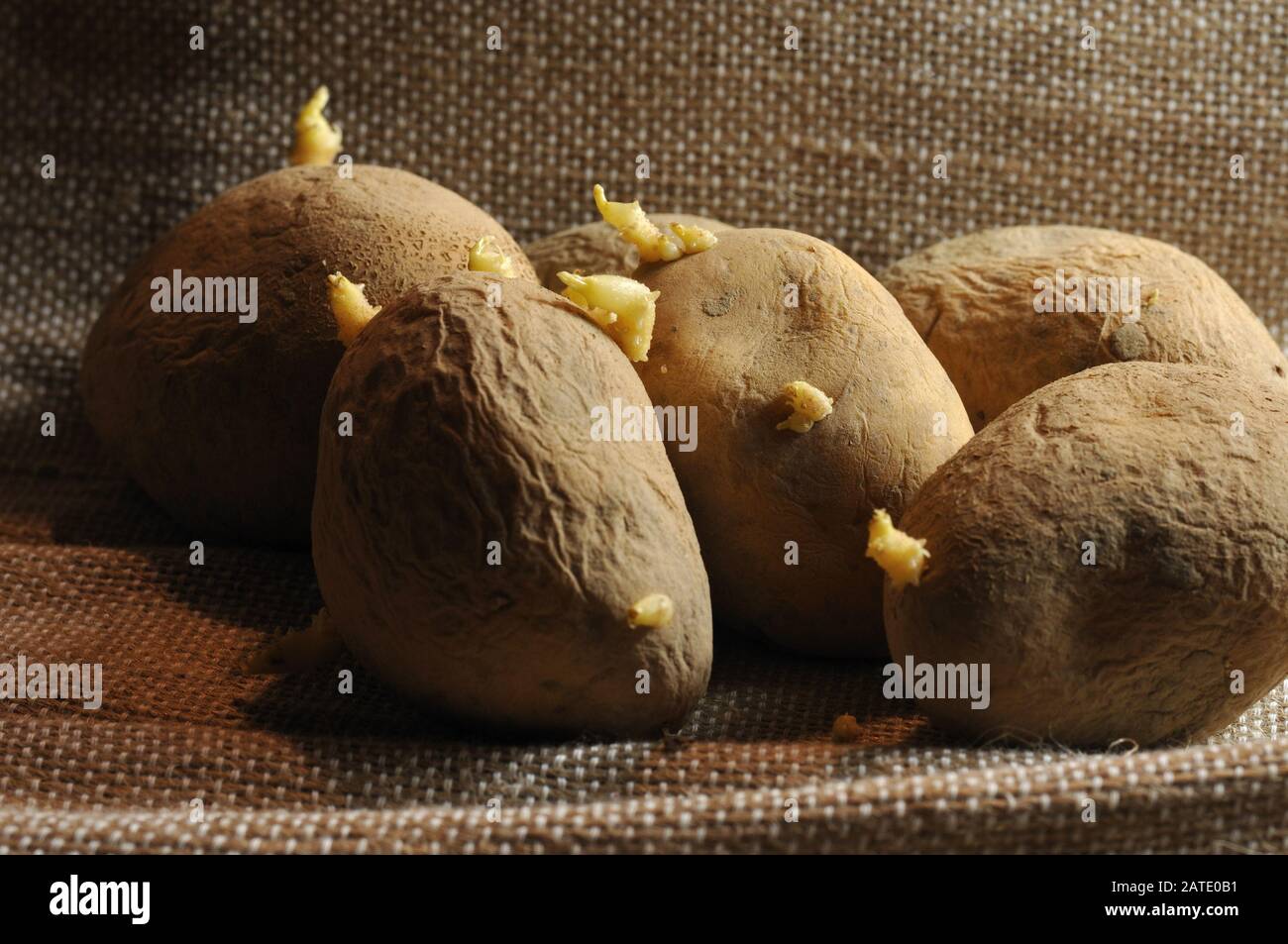 close-up of wrinkly old potatoes with sprouting shoots and soil on husk ...
