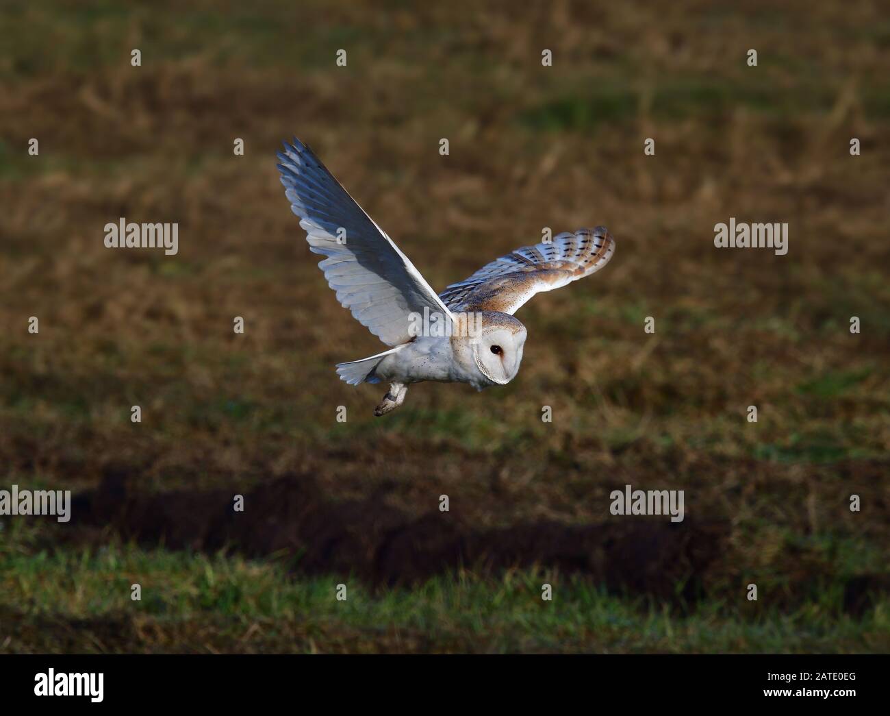 Barn owl, Tyto alba, in flight, in field, Lancashire, UK Stock Photo ...