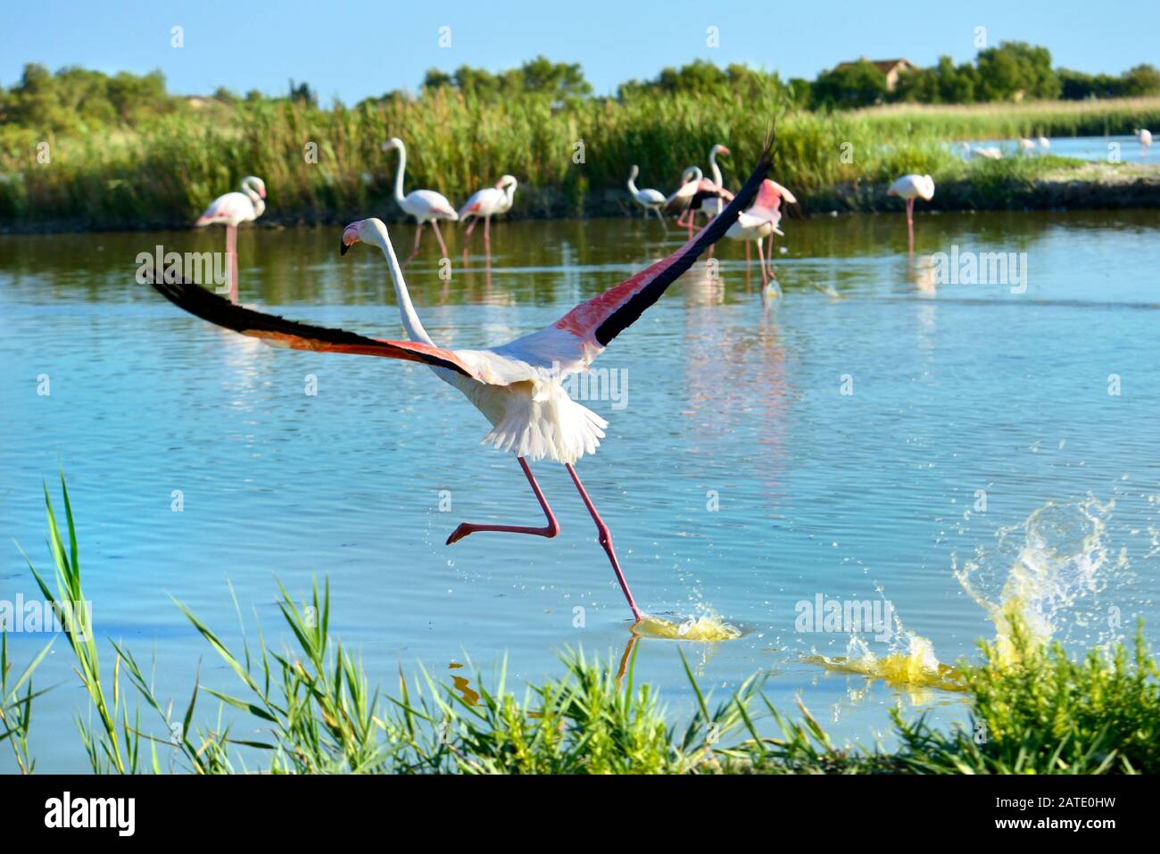 Flamingo running hi-res stock photography and images - Alamy