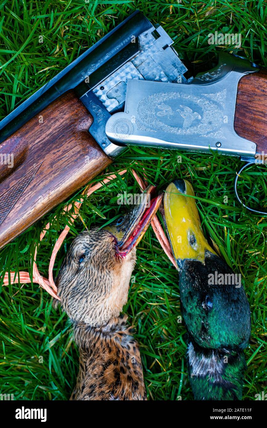 Driven duck shoots hi-res stock photography and images - Alamy
