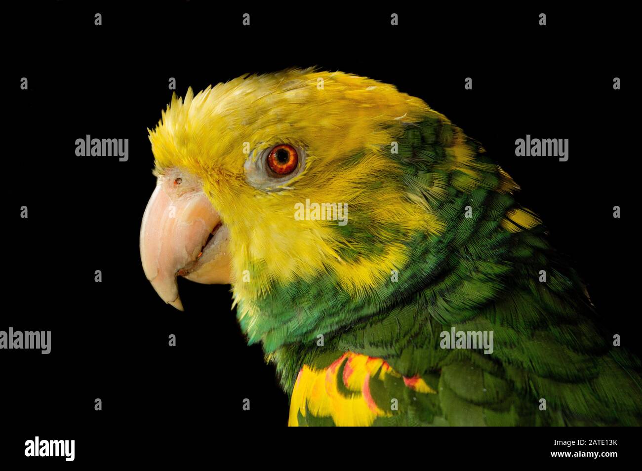 Double yellow headed amazon parrot hi-res stock photography and images ...