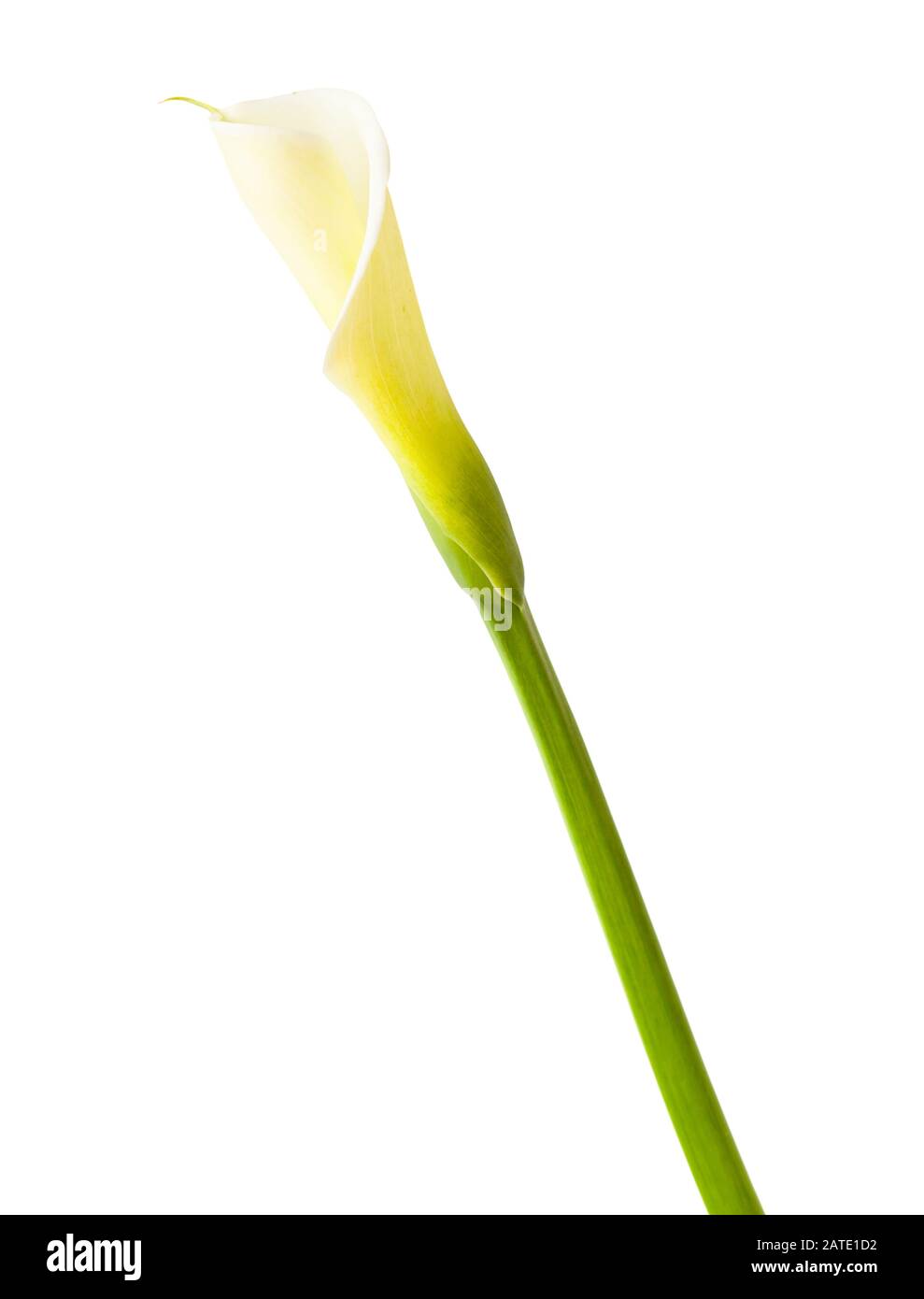 single unopened calla lily isolated on white background Stock Photo - Alamy