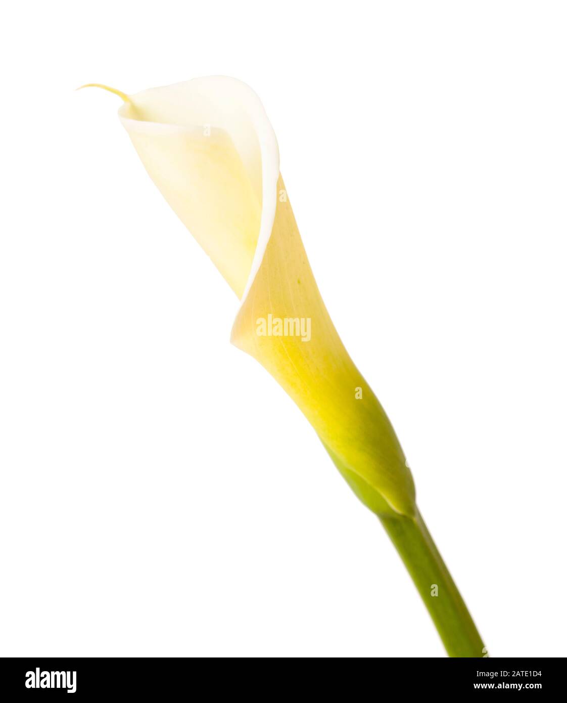 single unopened calla lily isolated on white background Stock Photo - Alamy