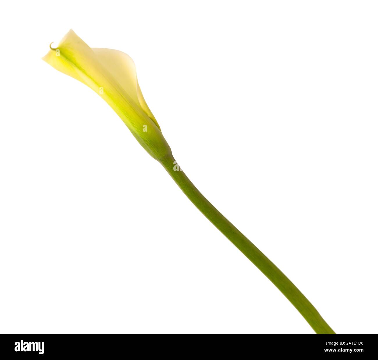 single unopened calla lily isolated on white background Stock Photo - Alamy