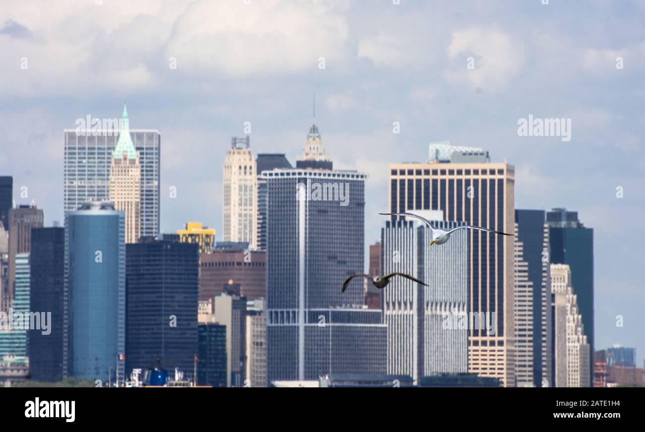 Bird flying pass the statue of liberty Stock Photo - Alamy