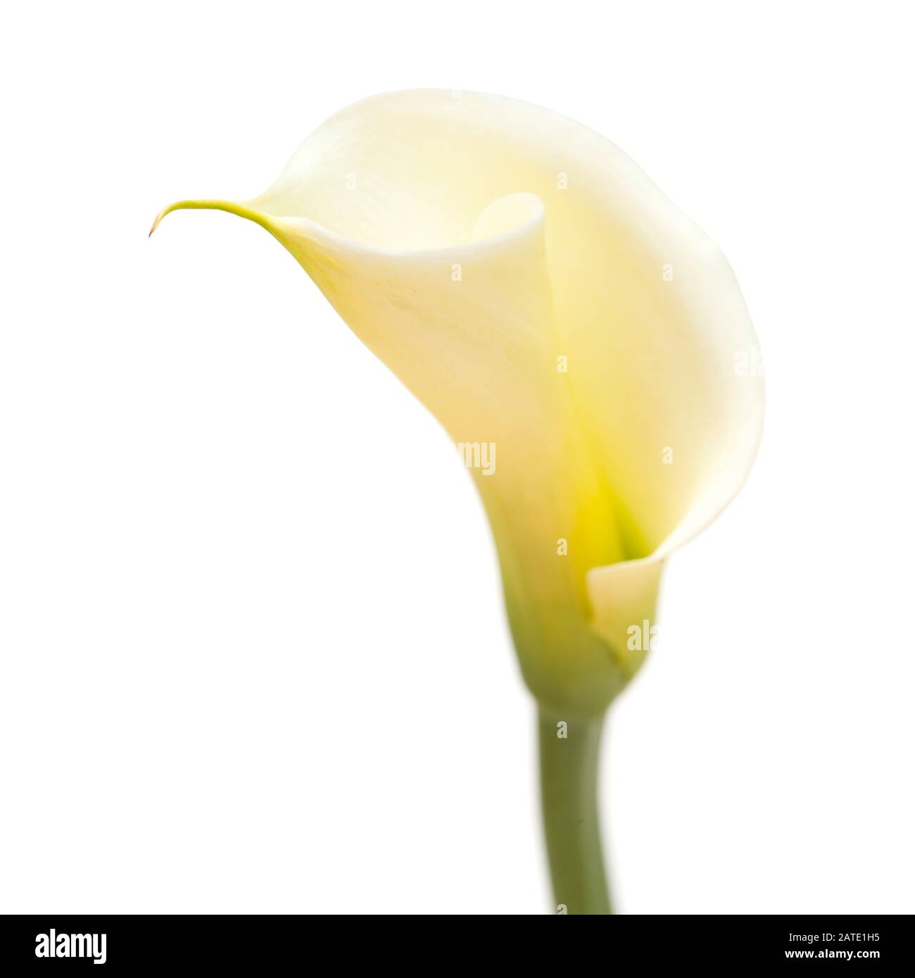 single unopened calla lily isolated on white background Stock Photo - Alamy