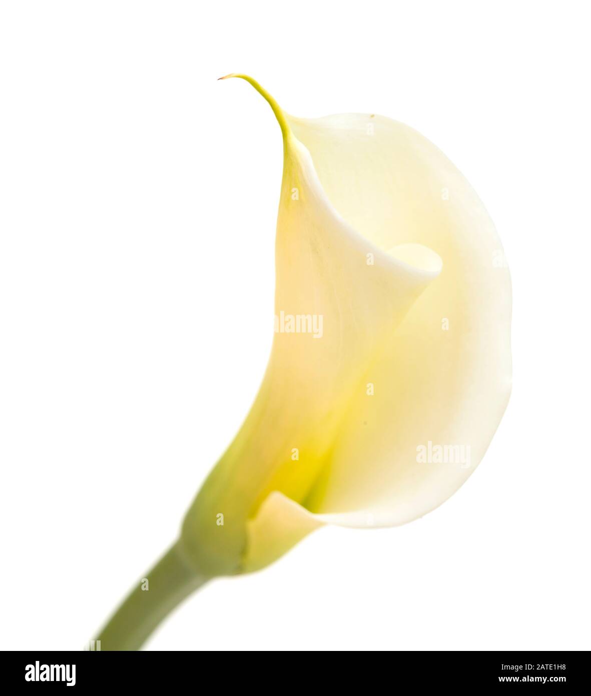 single unopened calla lily isolated on white background Stock Photo - Alamy