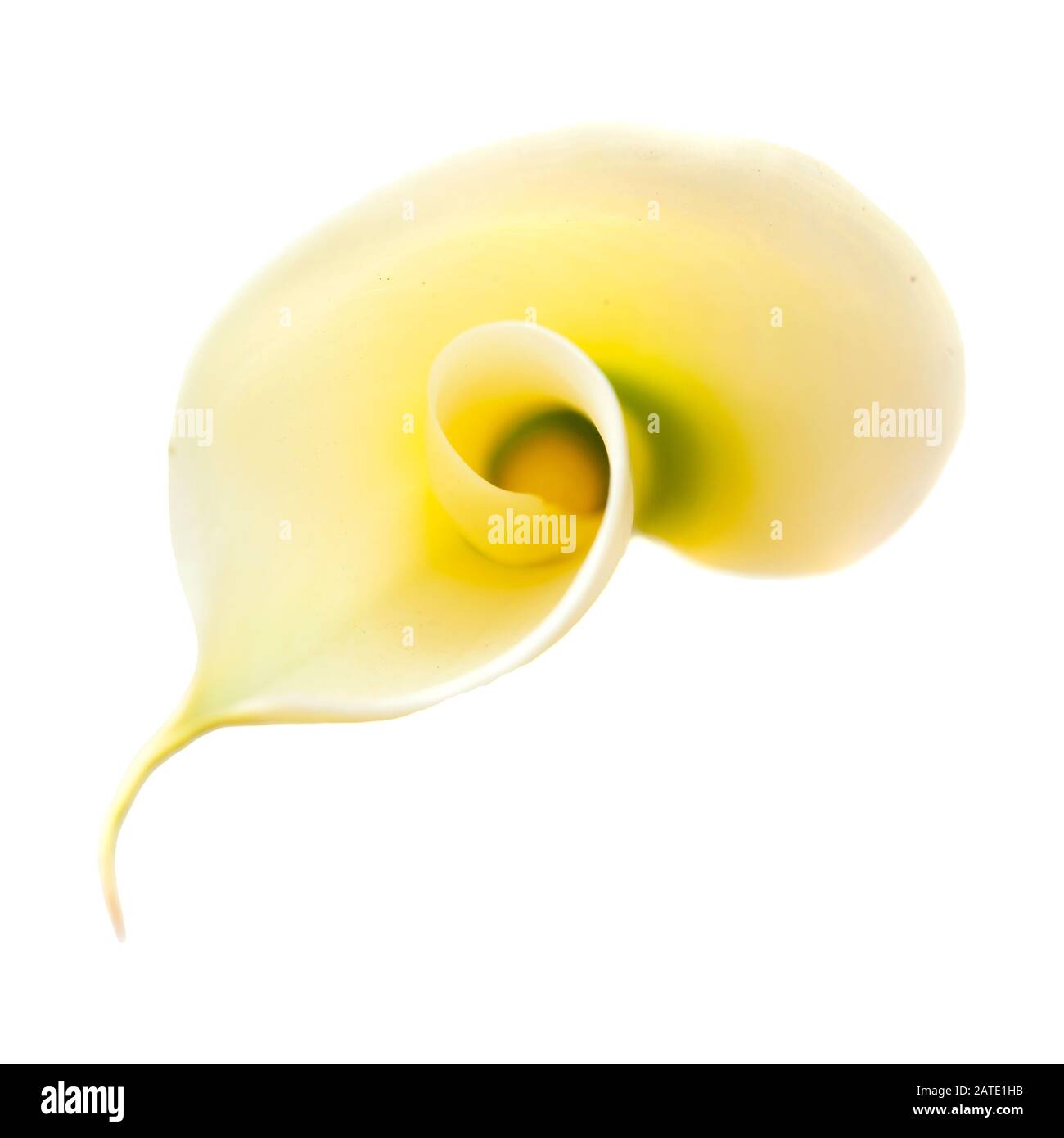 single unopened calla lily isolated on white background Stock Photo - Alamy